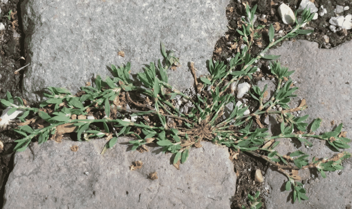 Everything You Need To Know About Broadleaf Weeds - RDS Lawn Care