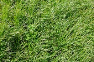 How to Identify Your Lawn Grass in North Carolina - RDS Lawn Care