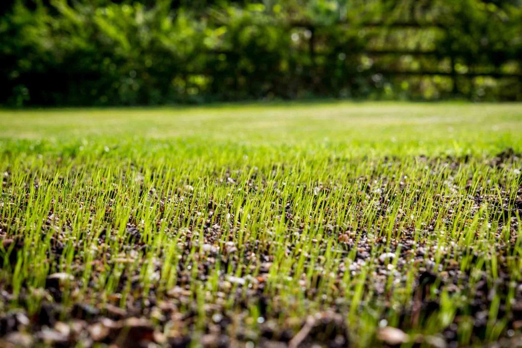 New Lawn Seeding - RDS Lawn Care