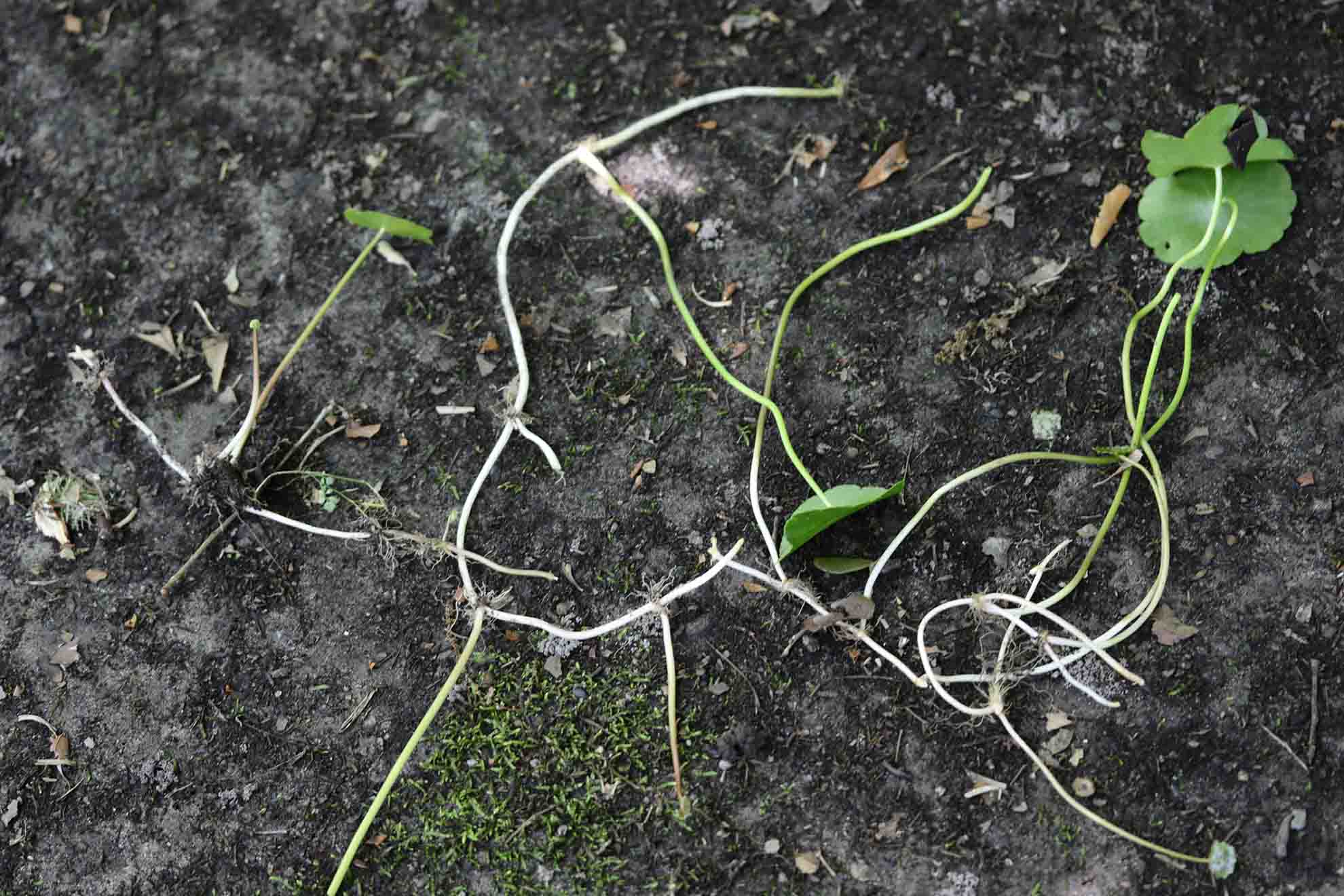 Everything You Need To Know About Broadleaf Weeds – RDS Lawn Care