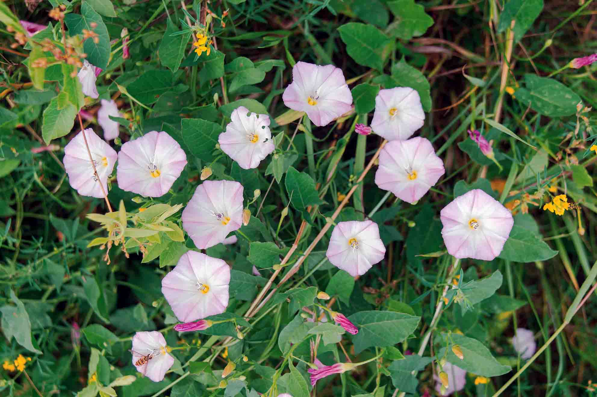 Everything You Need To Know About Broadleaf Weeds Rds Lawn Care