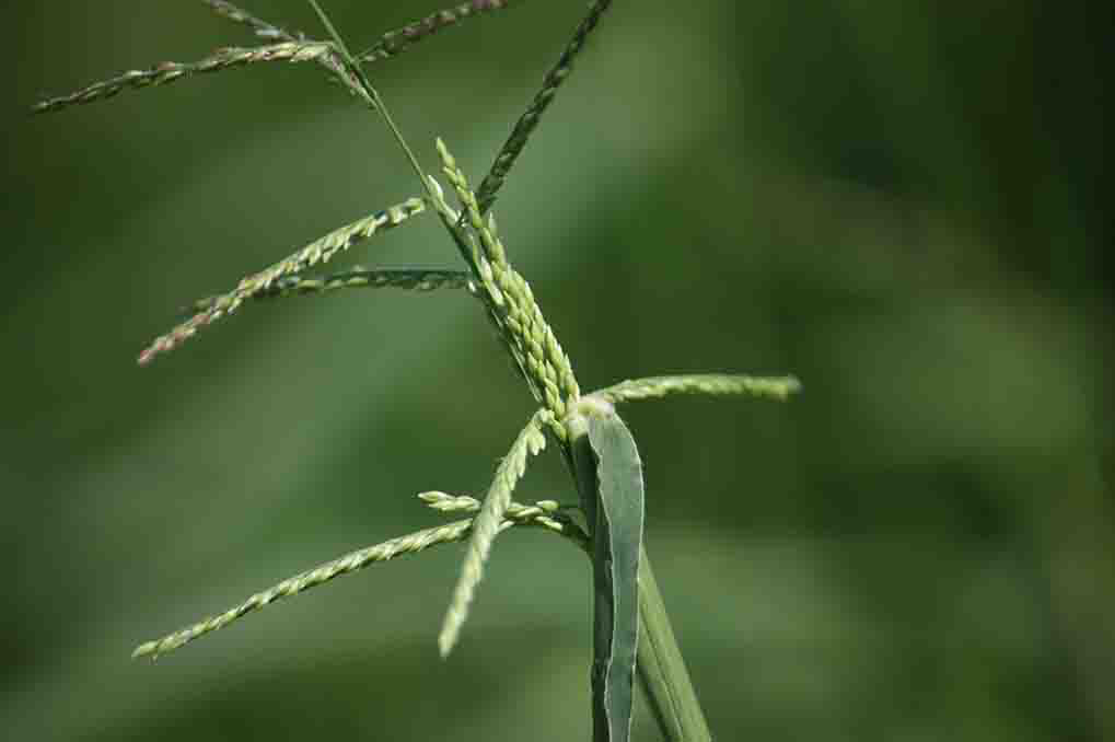 Everything You Need To Know About Grassy Weeds – RDS Lawn Care