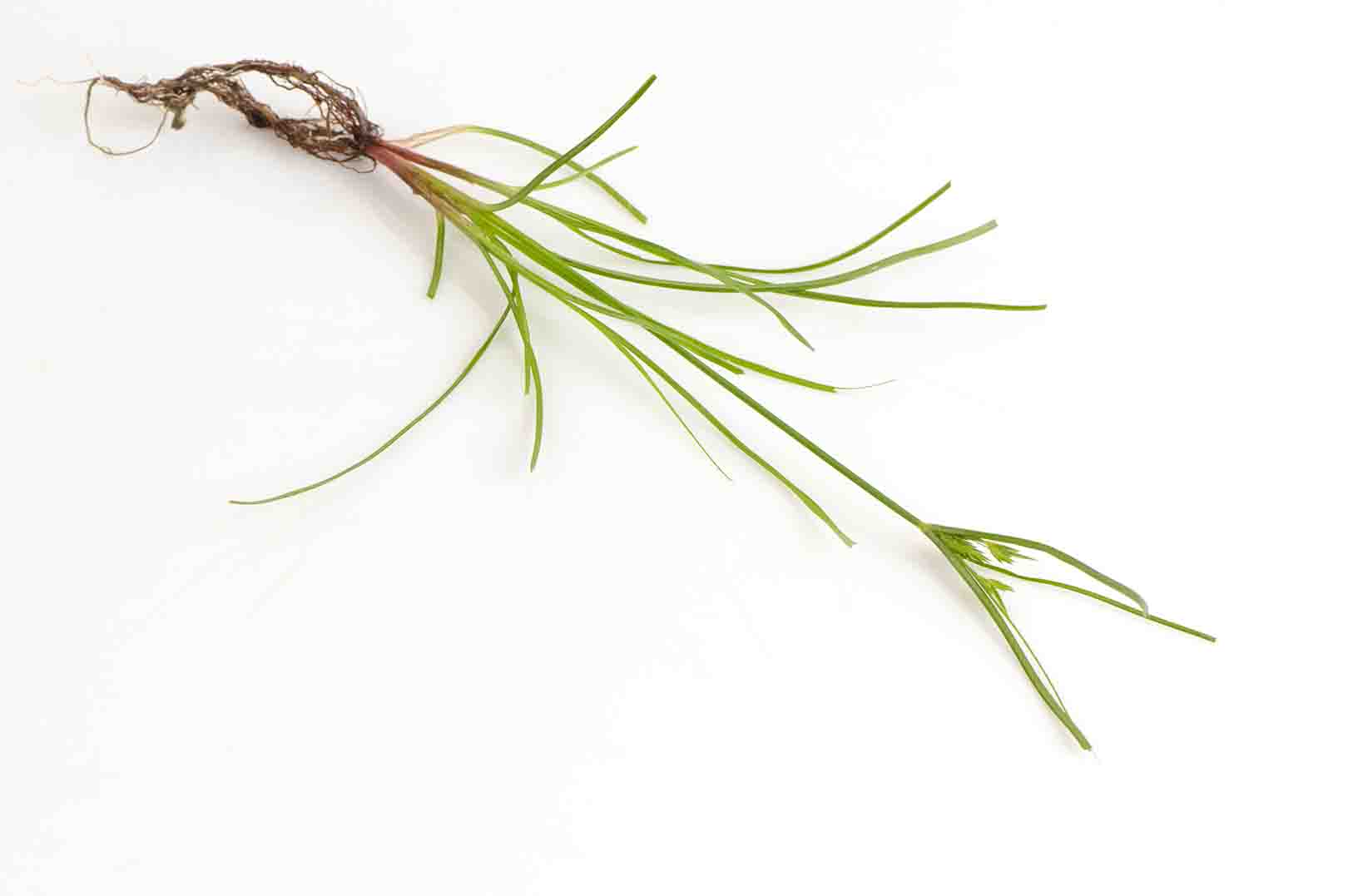 What Is Nutsedge? - RDS Lawn Care